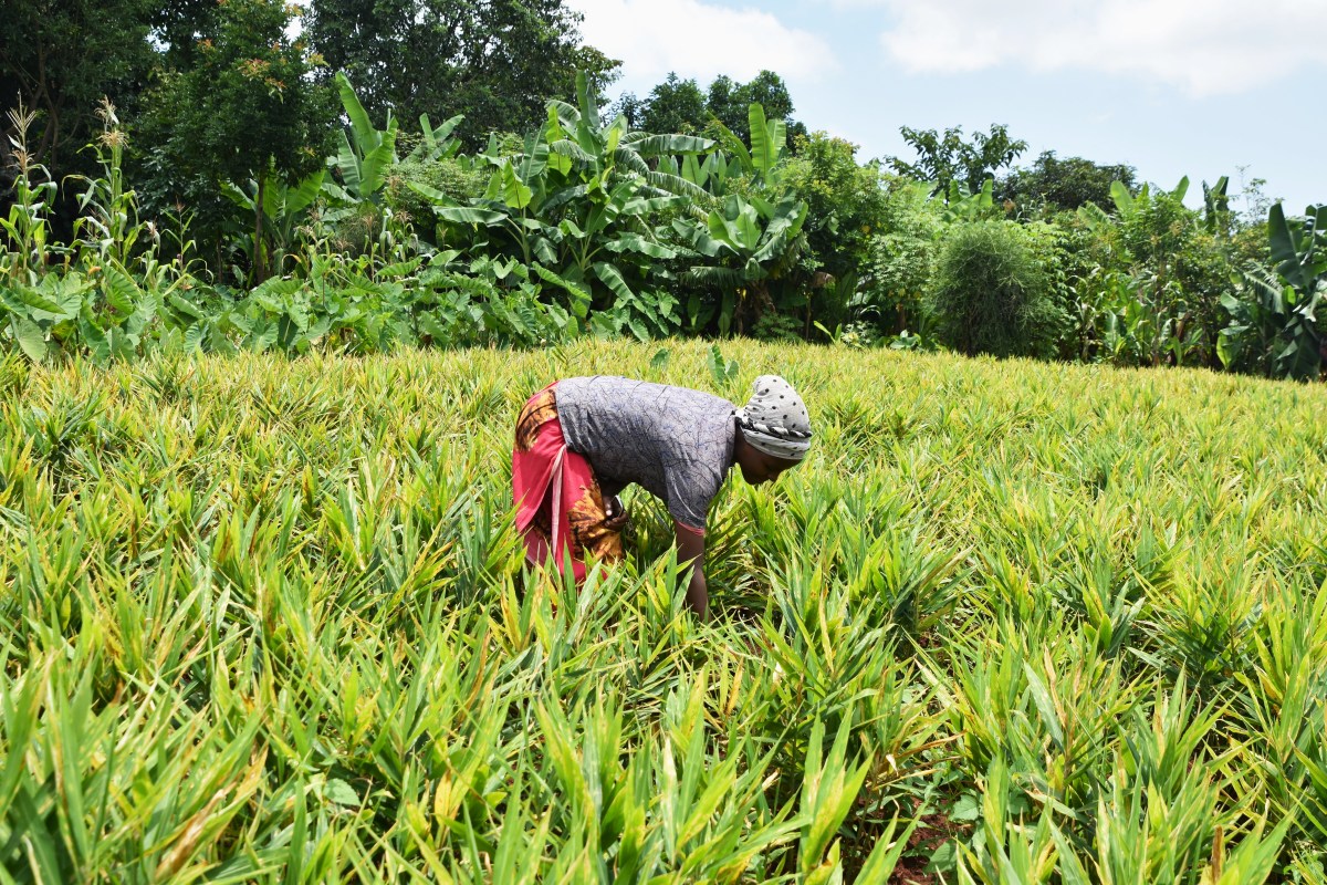 A glimmer of hope for ginger production in Southern Ethiopia after ...