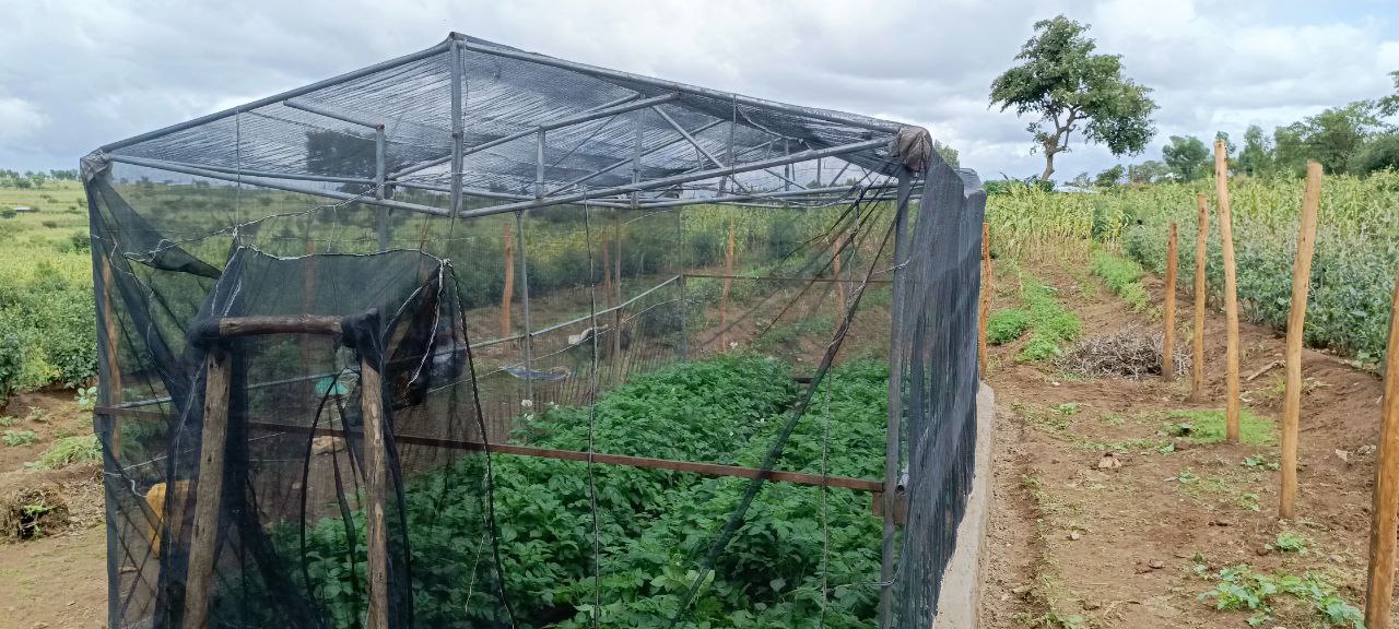 Enhancing supply of seed potato through farmer-managed mini-tuber ...