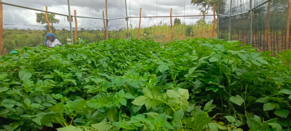 Enhancing supply of seed potato through farmer-managed mini-tuber ...