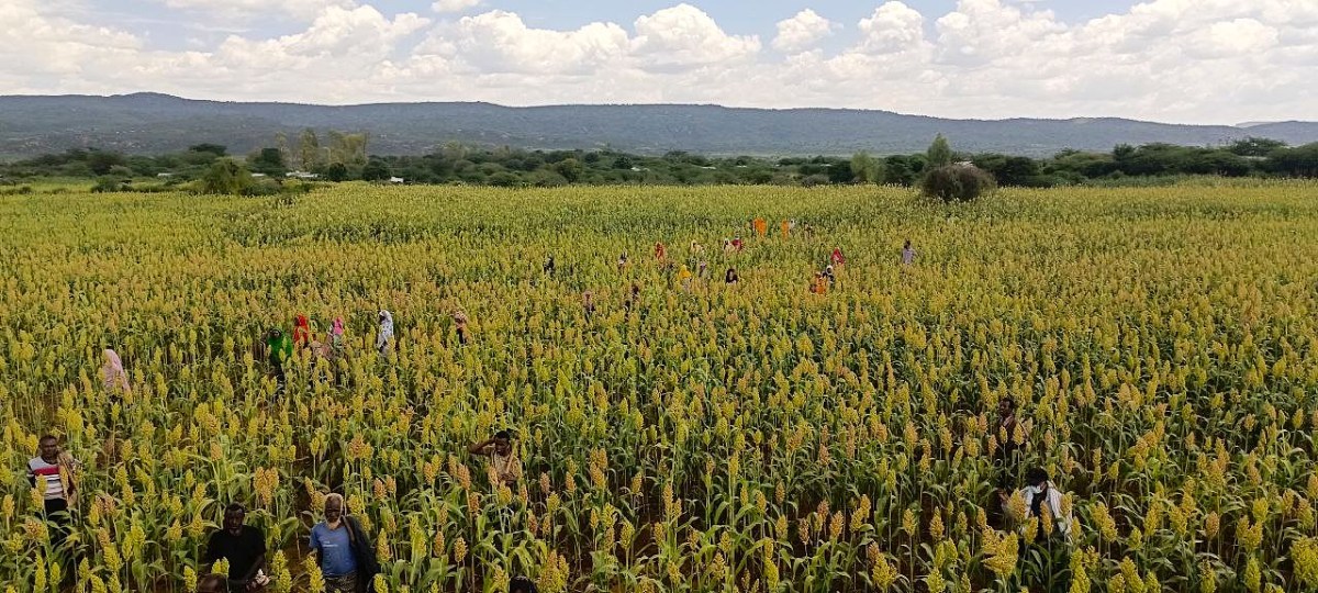 Intercropping sorghum with common beans: An alternative solution for ...