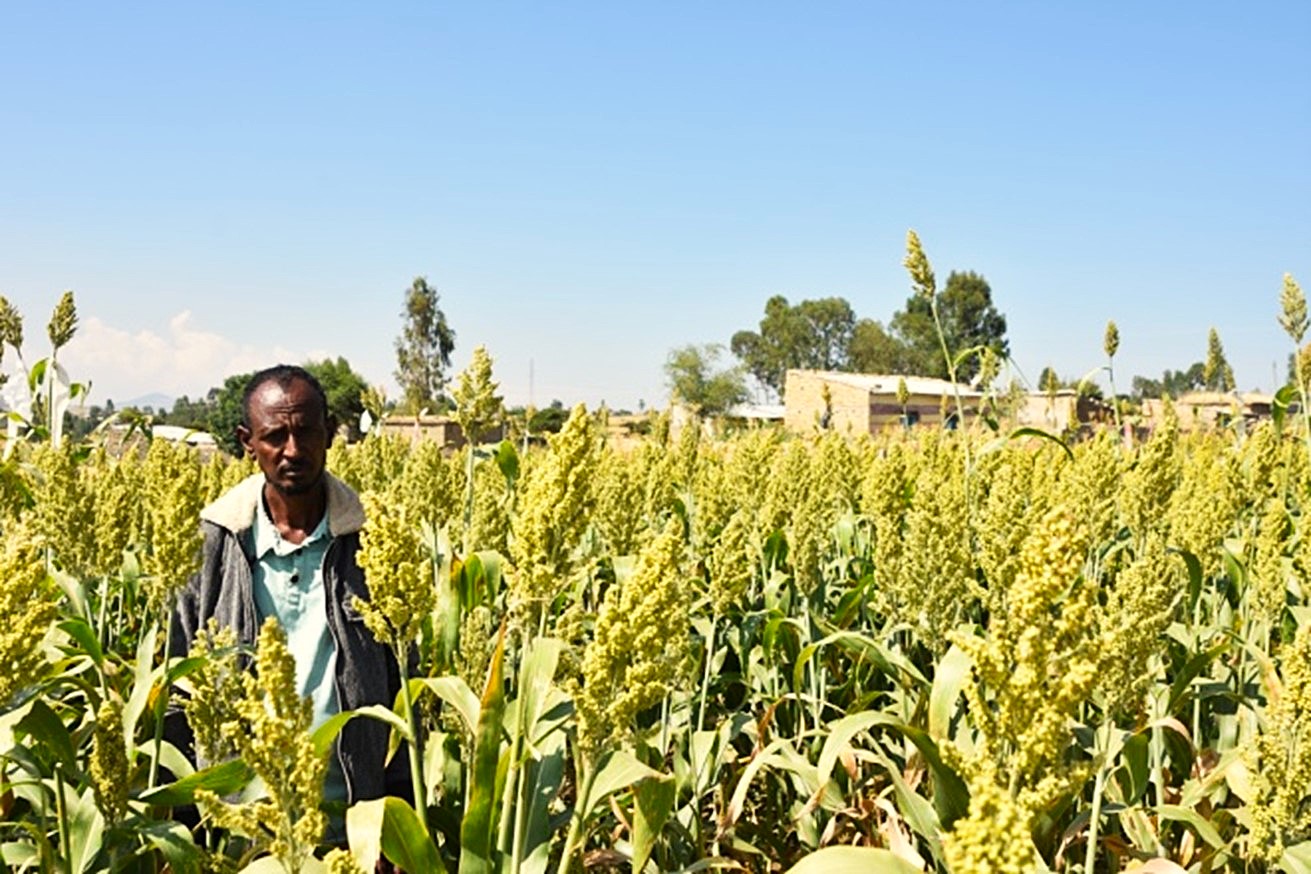 Beating climate change with sorghum & mung beans intercropping – raise ...